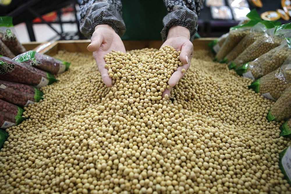 US farmers to harvest record soy crop on massive yields — USDA