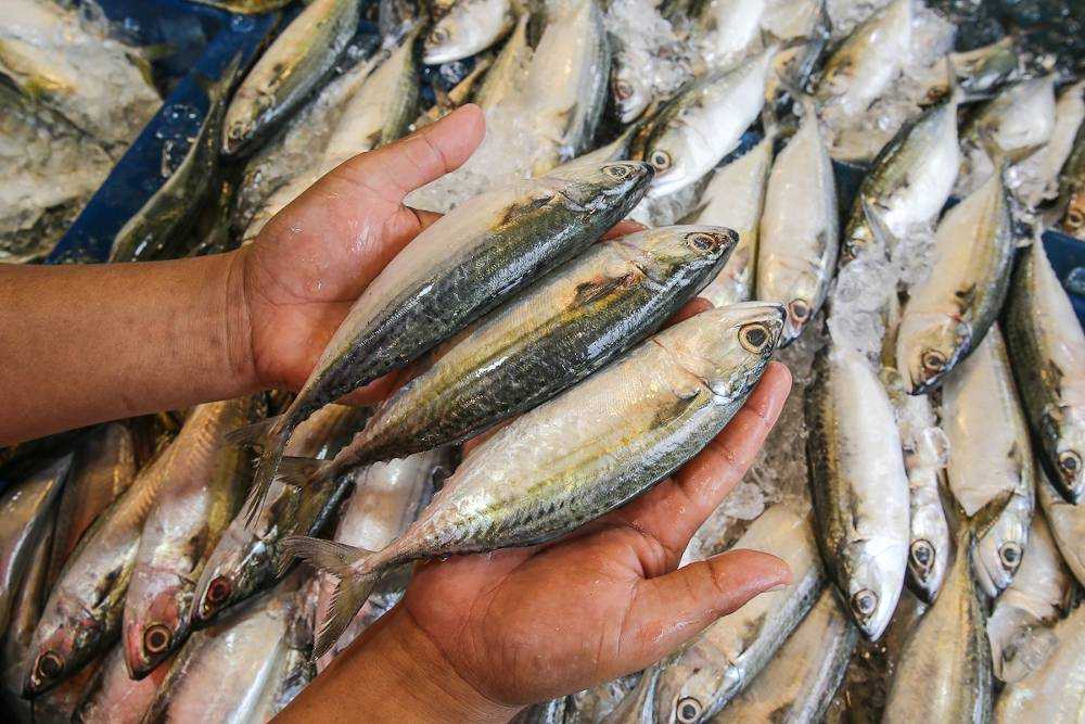 ‘Ikan kembung’: How the climate crisis is feeding Malaysia’s fish shortage