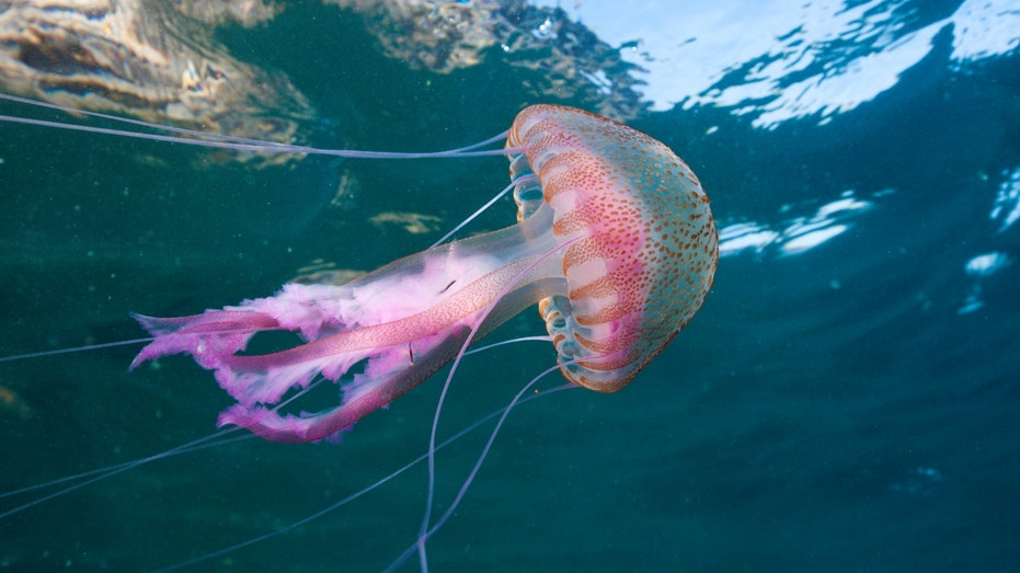 'Chopped' champion on how to prepare jellyfish for consumption, plus ...