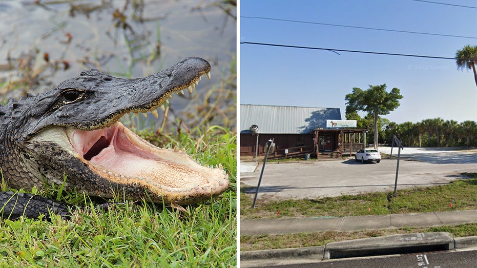 Florida man who lost arm in alligator attack behind a bar now in 'fair ...