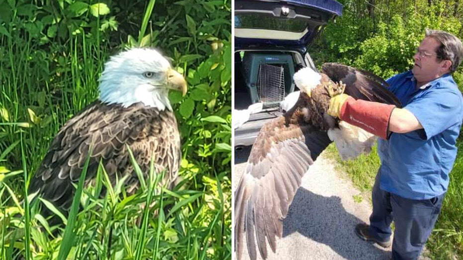 Bald eagle dies 2 days after it was 'struck by vehicle' in Wisconsin ...