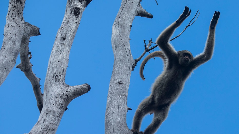 Scientist who dedicated her life to saving nearly extinct monkey ...