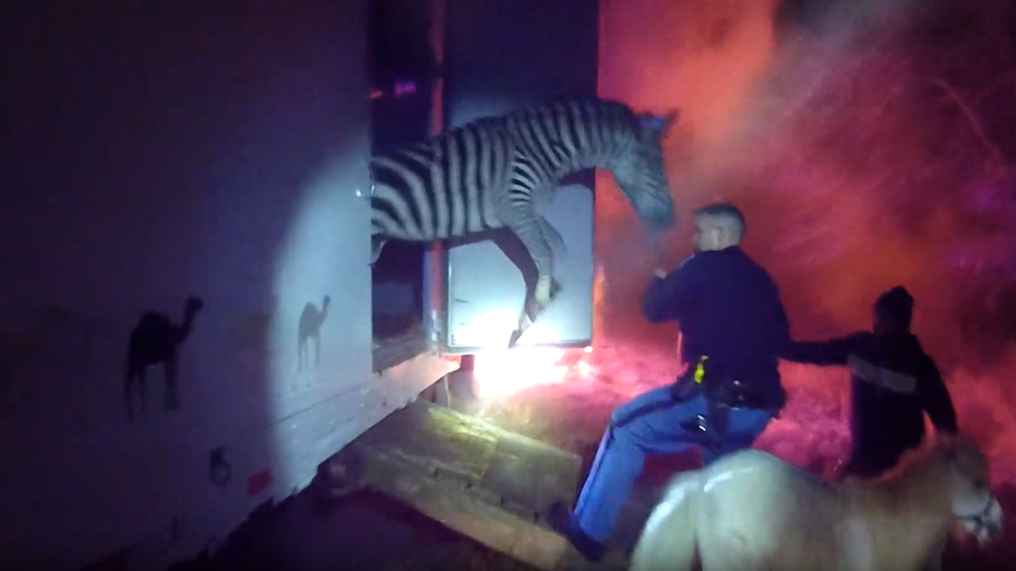 Indiana police rescue circus animals from burning truck along I-69 ...