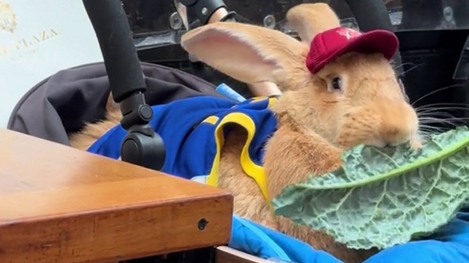 California 30-pound bunny rescued from slaughterhouse, is now a therapy ...
