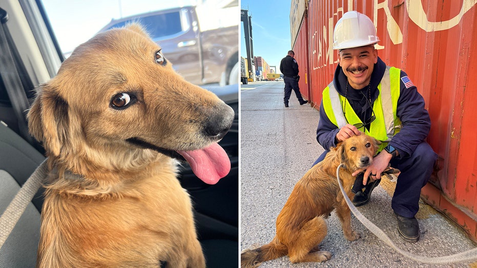 Coast Guard rescues dog trapped for a week inside shipping container at ...