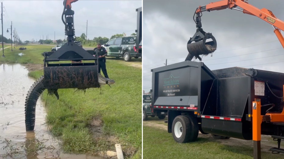 Texas public works department removes 12-foot alligator with grapple ...