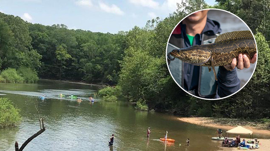 Rare snake-like fish that breathes air caught in Missouri for fourth ...