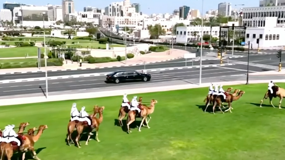 Parade of camels welcome Trump motorcade to Qatar