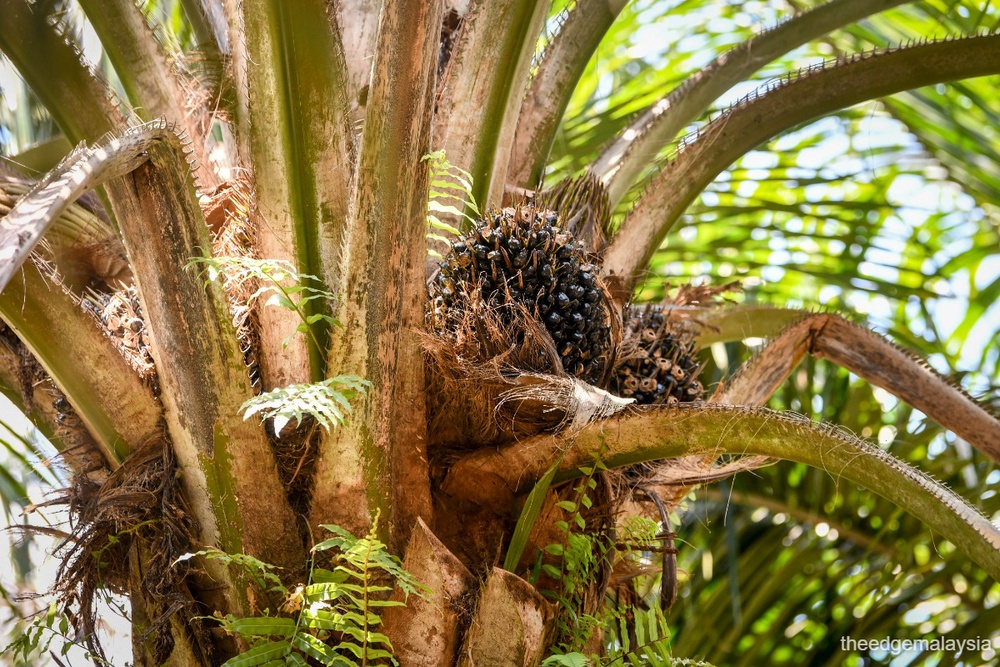 EU acknowledges Malaysia’s MSPO certification as trusted standard for ...