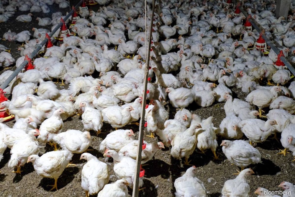 Indonesia's Japfa to export 1,500 tonnes of live chicken to Singapore ...