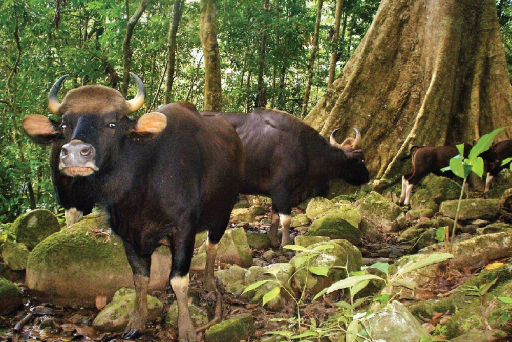 Biodiversity: Keeping the wild banteng alive