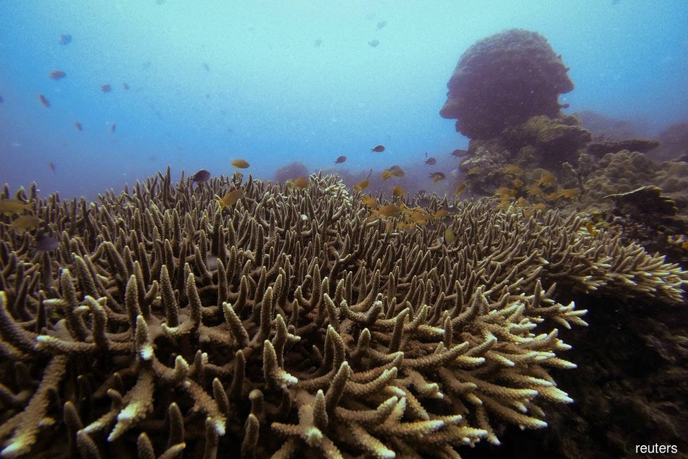 Heat stress is plunging the world’s coral reefs into crisis