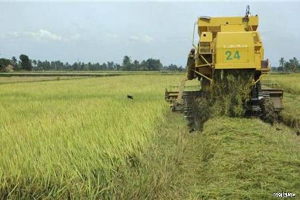 Pilot paddy farming project with Mada to begin in September