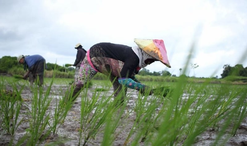 Harga Padi Jatuh RM600 Satu Tan, Pesawah Tuntut Harga Lantai Lebih Adil