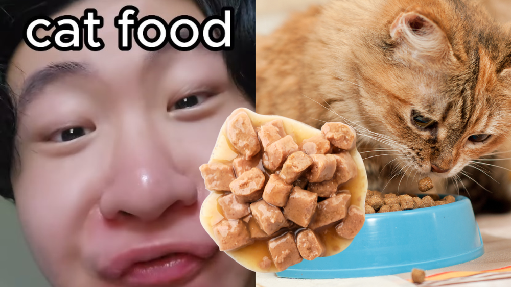 ‘Apa Rasa Makanan Kucing?’ Curious Punya Pasal, Ini Reaksi Influencer ...