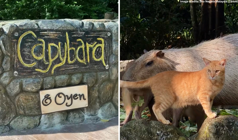 It’s official! Oyen that has been living with the Capybaras has finally ...