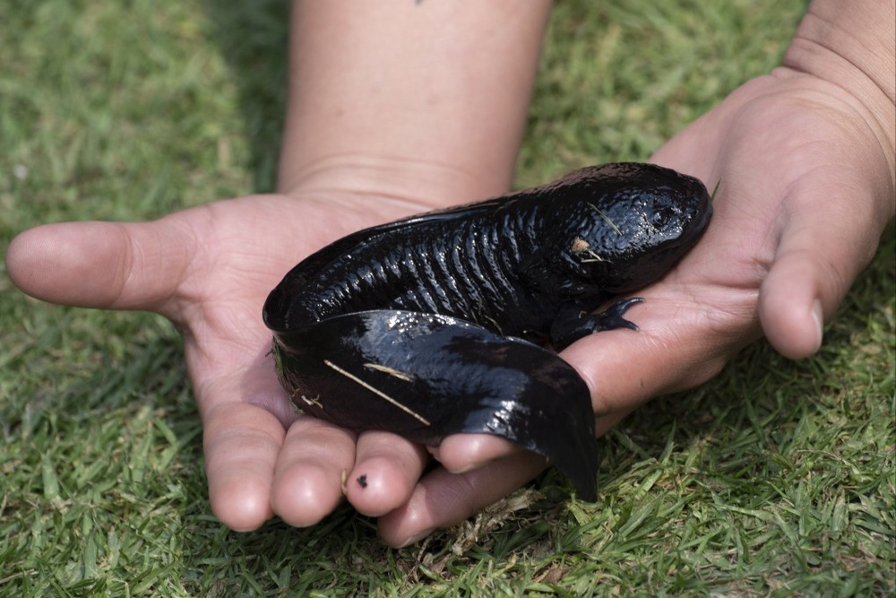 Why is endangered axolotl Mexico’s most beloved amphibian?
