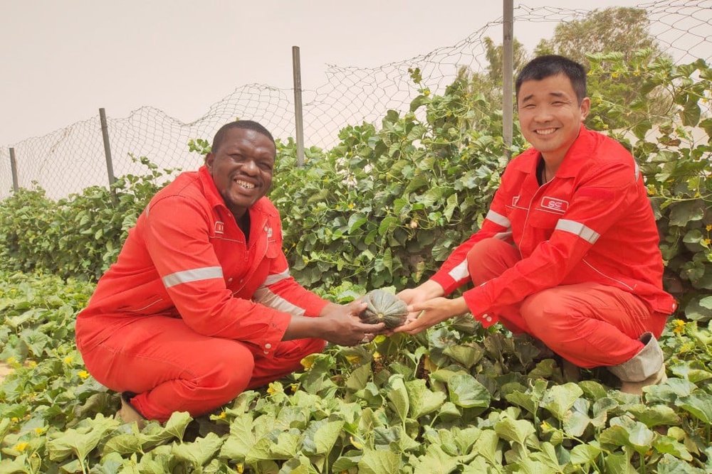 Why is China quietly helping Africa build a Great Green Wall across the ...