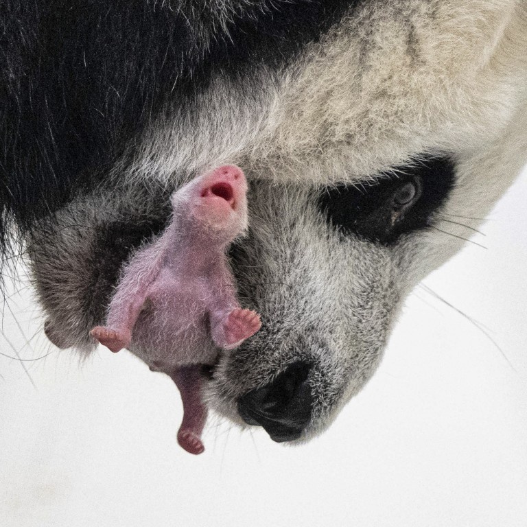 Giant panda jet lag? Study finds captive animals struggle to adapt to ...