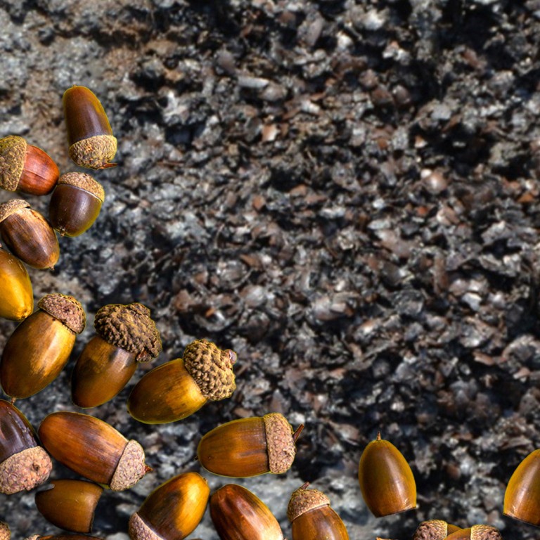 Evidence unearthed at school playground suggests Chinese dined on ...