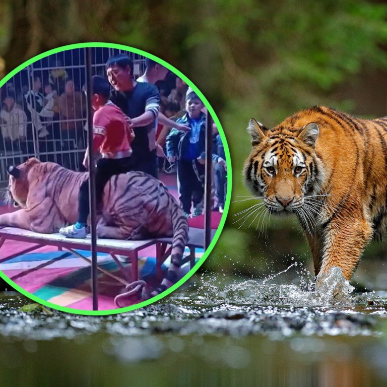 ‘Not a toy’: China circus charges US$2.8 to let children ride tiger for ...