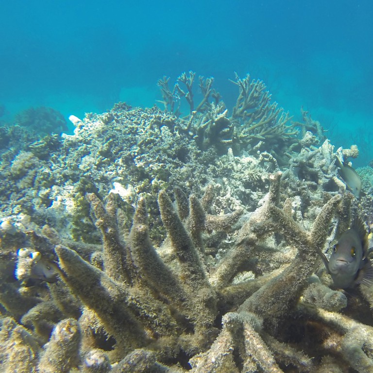 Australia’s Great Barrier Reef ‘in grave danger’ from ‘marine heatwave’