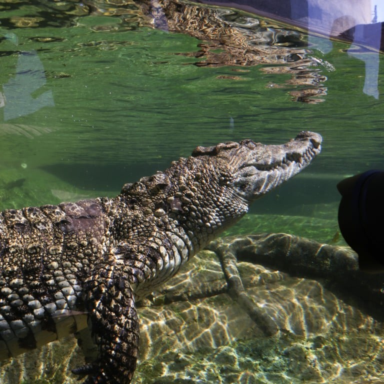 Hongkongers can visit rescued 2-metre-long crocodile named Passion at ...