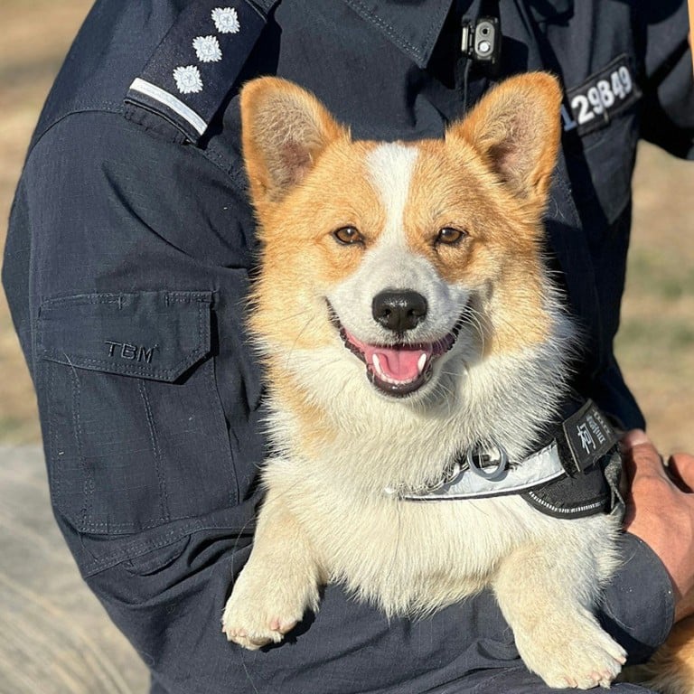China’s first Corgi police dog makes public debut, hailed for under-car ...