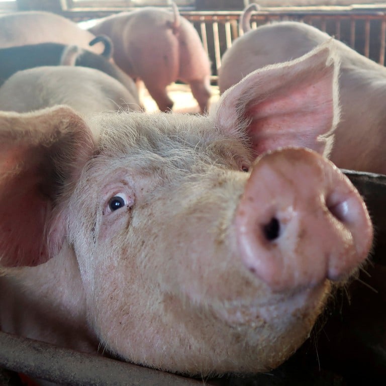Meaty economic indicator? China’s distressed pig farmers eye turnaround