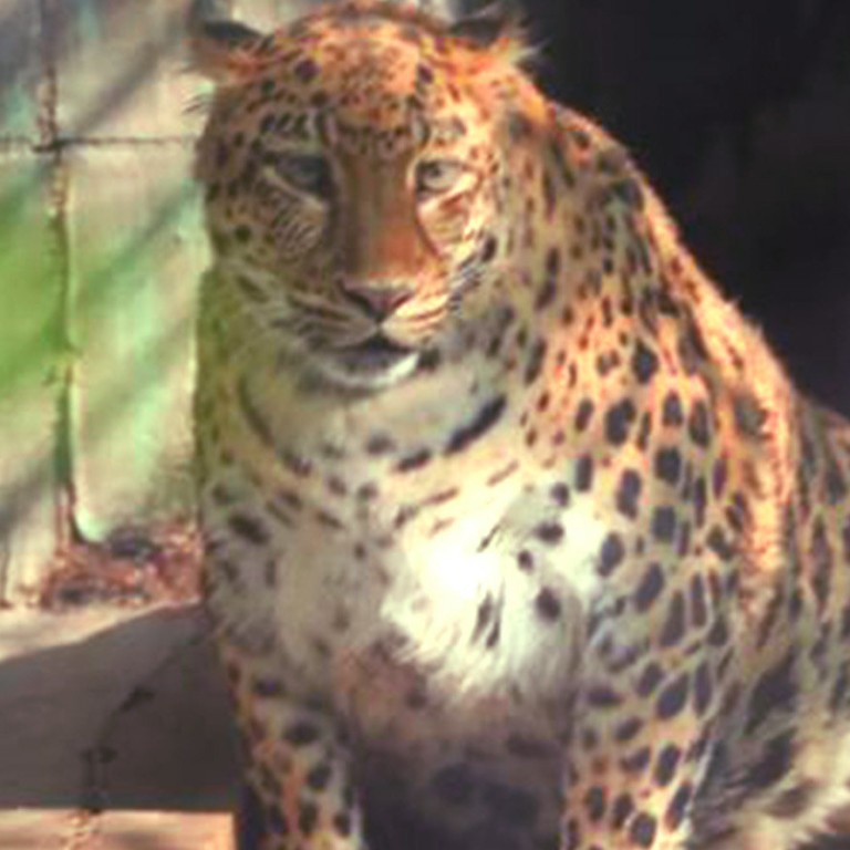 China zoo halts weight-loss plan for famous overweight leopard that ...