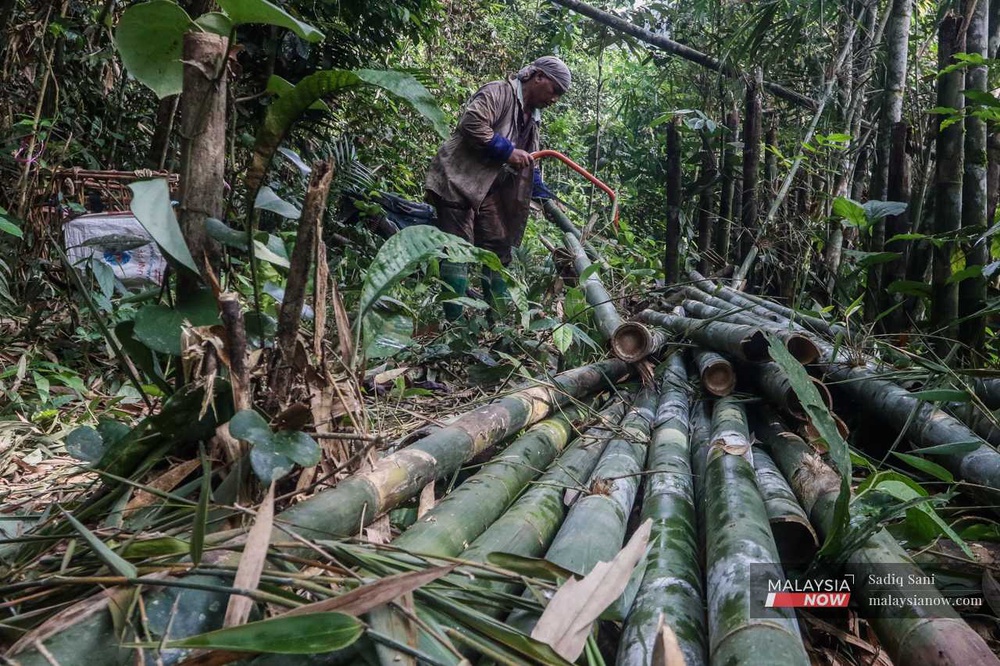 Pencarian buluh lemang menjelang Aidilfitri