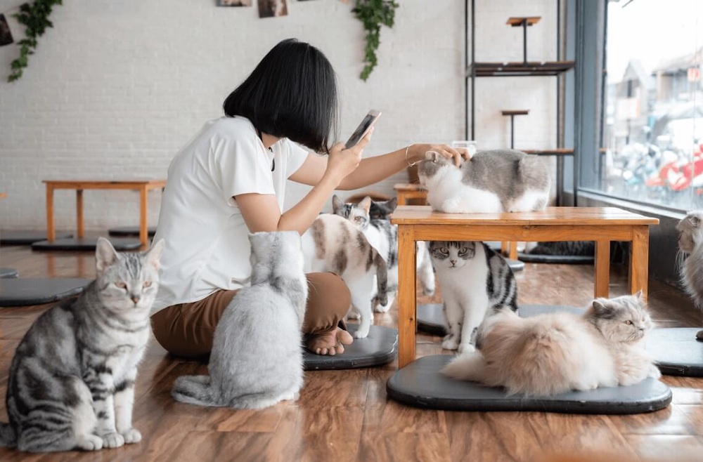 Top 6 Cat Cafes in the Klang Valley to Visit