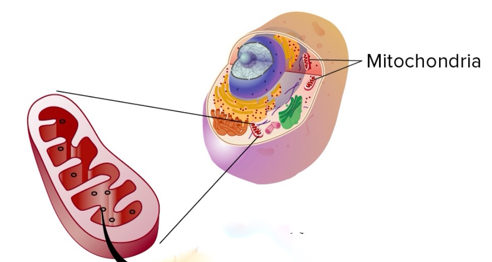 Cellular health: #2 - The small but mighty mitochondria