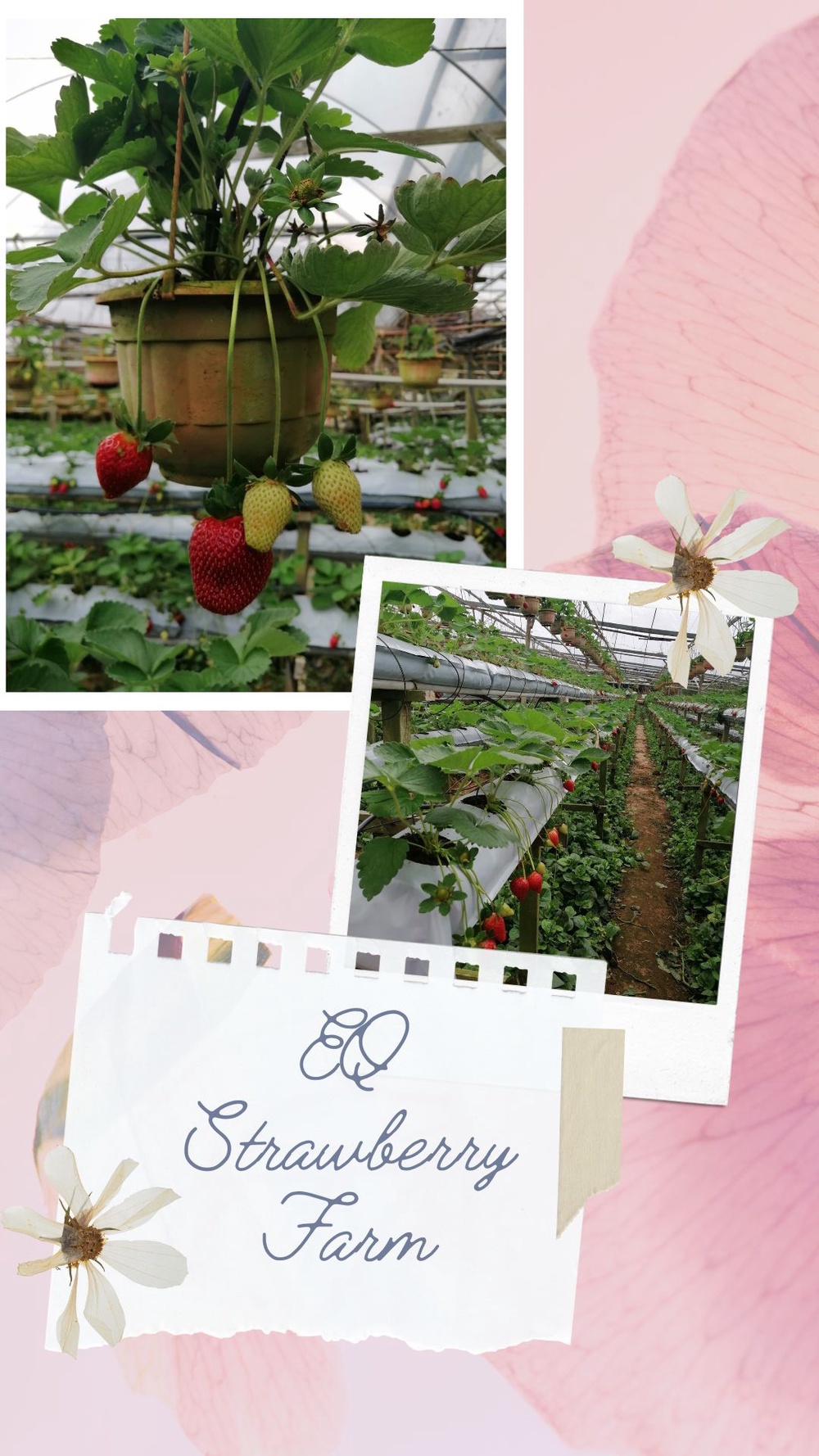 Destination: EQ Strawberry Farm, Cameron Highlands #CutiCutiLocal