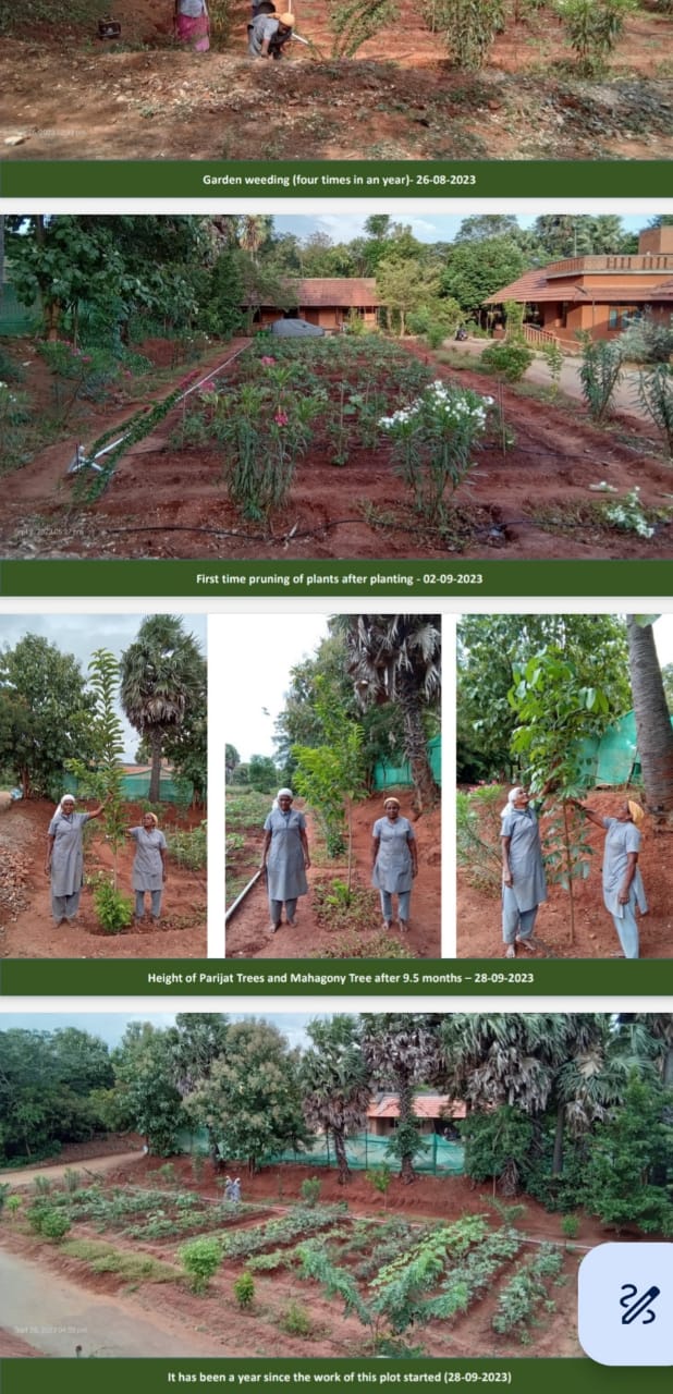 Navara Rice Cultivation from Seed Germination to Tillering Stage ...