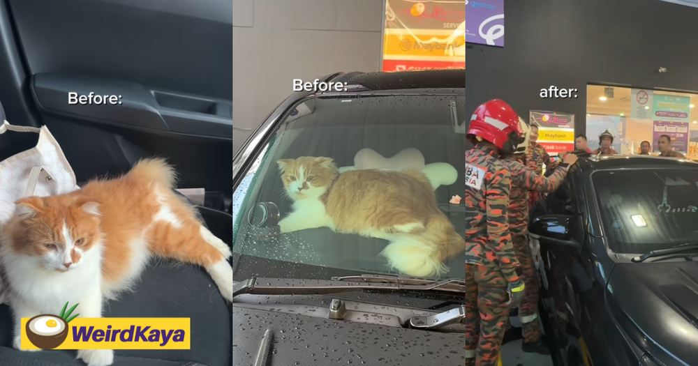 Cat Steps On Lock Button & Traps Itself Inside Car, Owner Calls Bomba ...