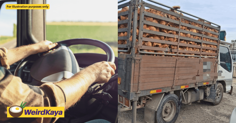 16yo M’sian Caught Driving Lorry Full Of Coconut Husks Without Valid ...