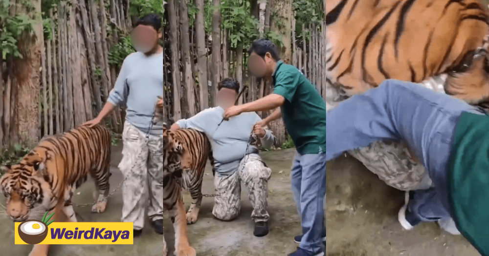 Indian Tourist Attacked By Tiger While Trying To Take Photo At Thai ...