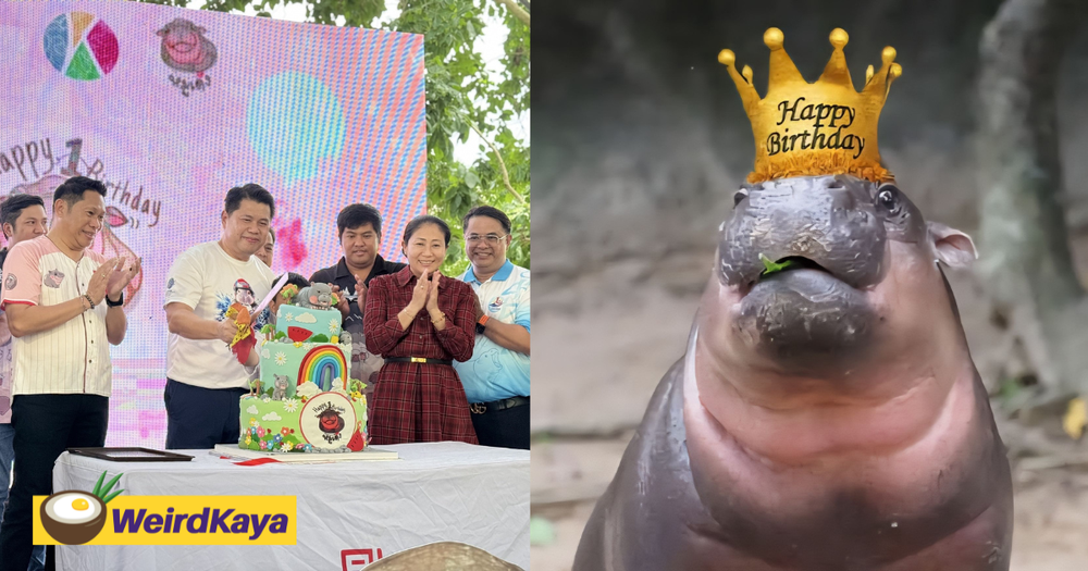 Thai Zoo Superstar Moo Deng Celebrates First Birthday With Four-Day ...