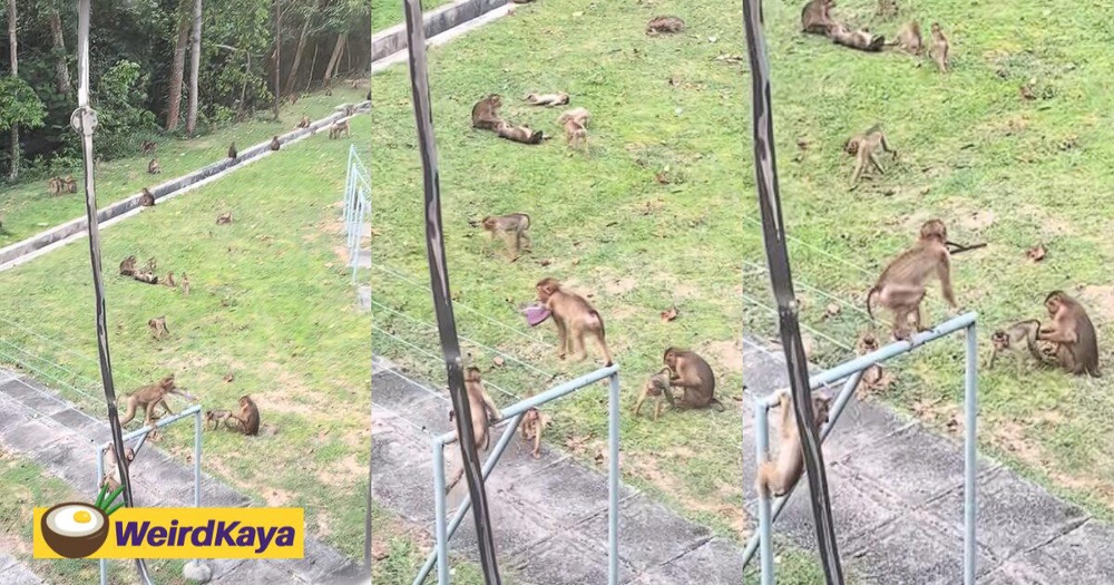 “Lost 4 Underwear Already!” – Monkeys Seen Swinging On Clotheslines ...