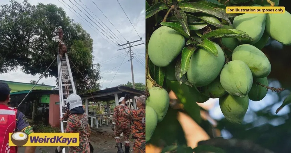 M’sian Man Gets Electrocuted & Dies On Tree While Picking Mangoes With Metal Pole | WeirdKaya