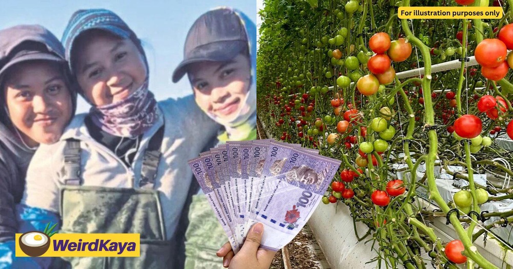 M’sian Siblings Earn Over RM13K Monthly Doing Part-Time Farm Work In ...