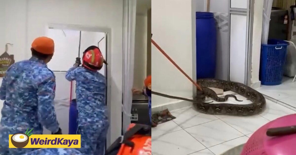 M’sian Woman Horrified After 60kg Python Falls Through Her Bathroom ...