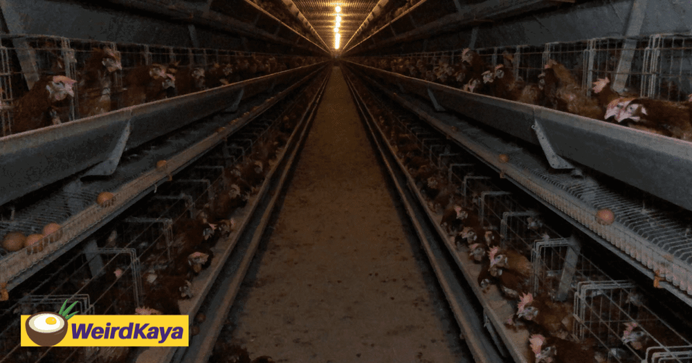 New Investigation Reveals Shocking Reality Of Egg Production In Malaysia | WeirdKaya
