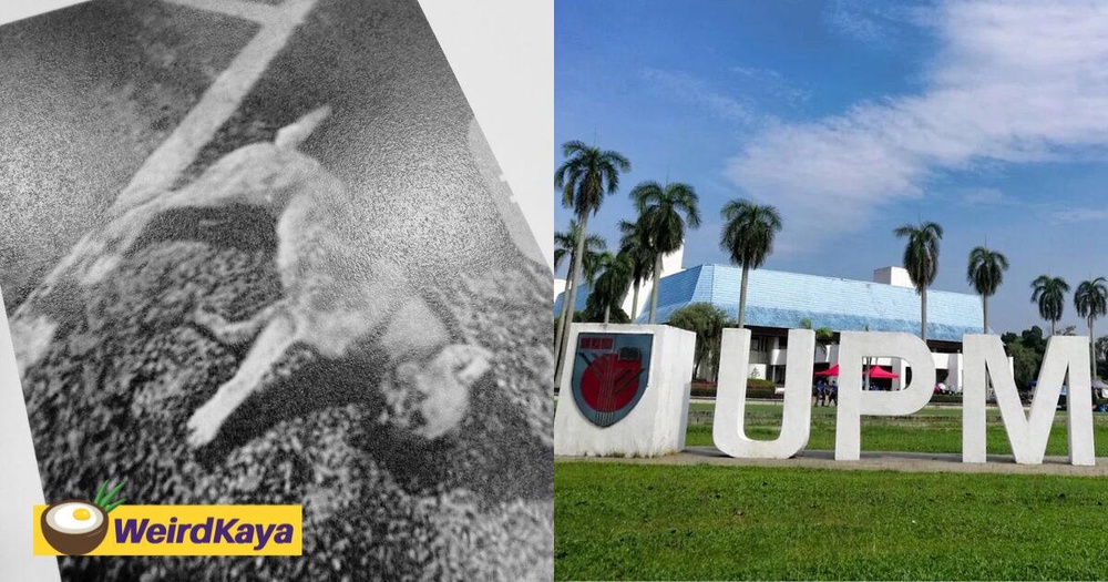 NGO Claims UPM Paid RM400 To Kill Each Dog, UPM Responds Saying It ...