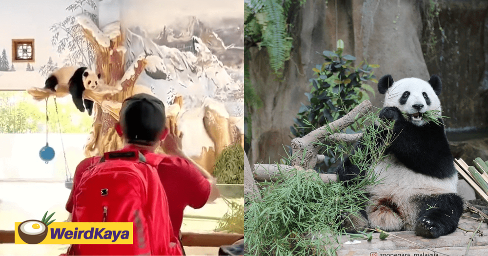 Panda Nuan Nuan Reunite With Her Caretaker From Malaysia In China After ...