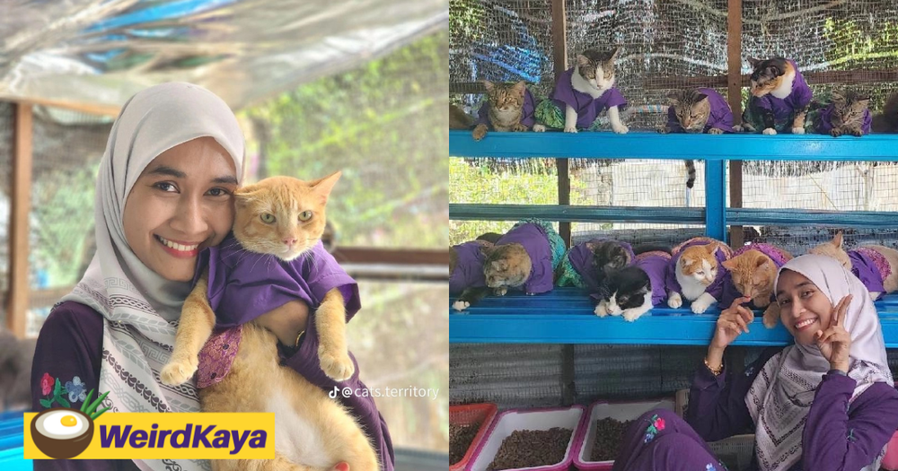 Penang Woman Makes Matching Raya Outfits For Her 61 Cats And It’s ...