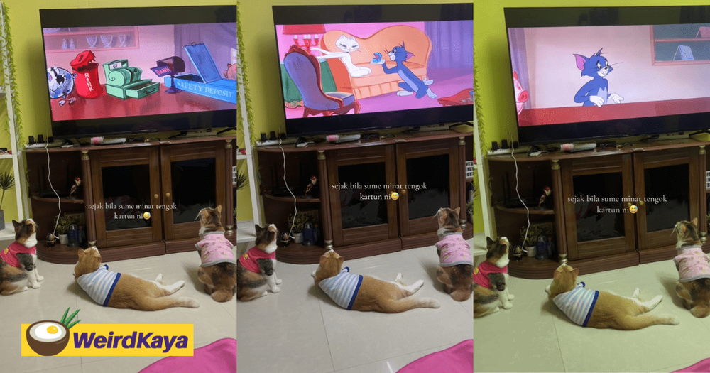 Viral Video Shows M’sian Cats Binge-Watching Tom and Jerry Like True ...
