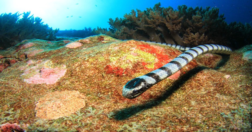 Watch a Snorkeler Get Up Close and Personal With a Sea Snake in the ...