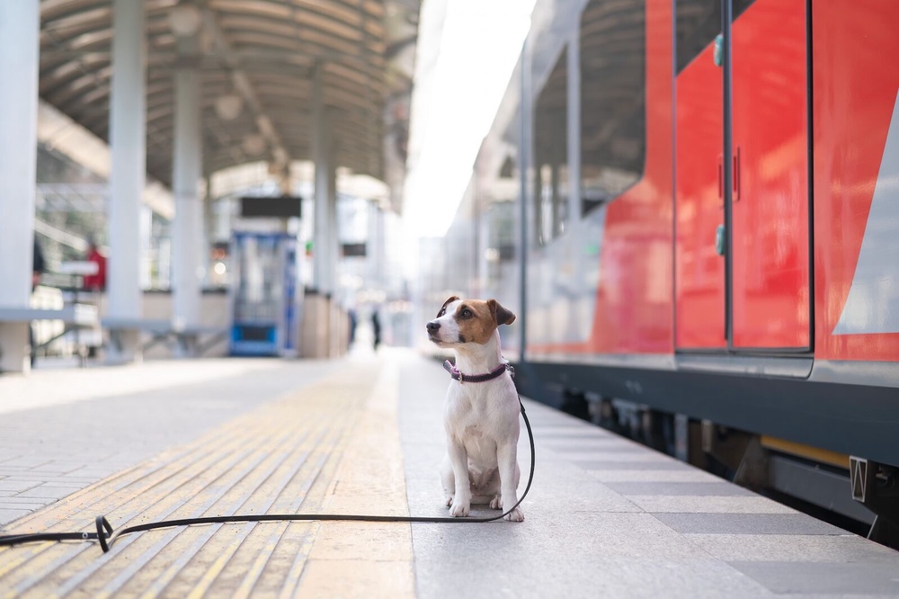 How To Take Your Dog or Cat on an Amtrak Trip